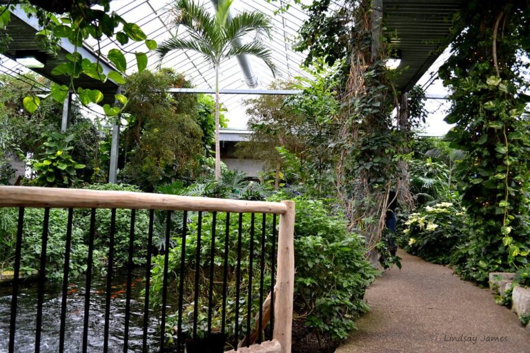 All you need to know about Cambridge Butterfly Conservatory – Daily ...